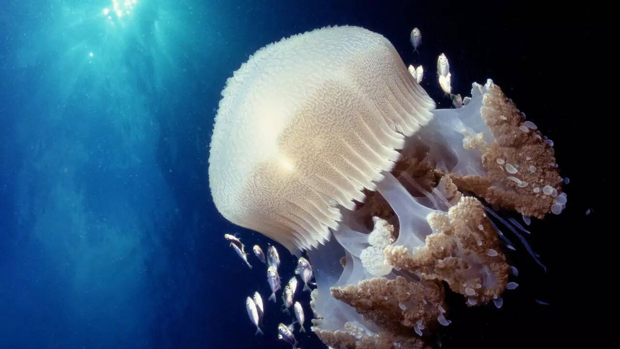 10 fascinating jellyfish that show how creative nature can be