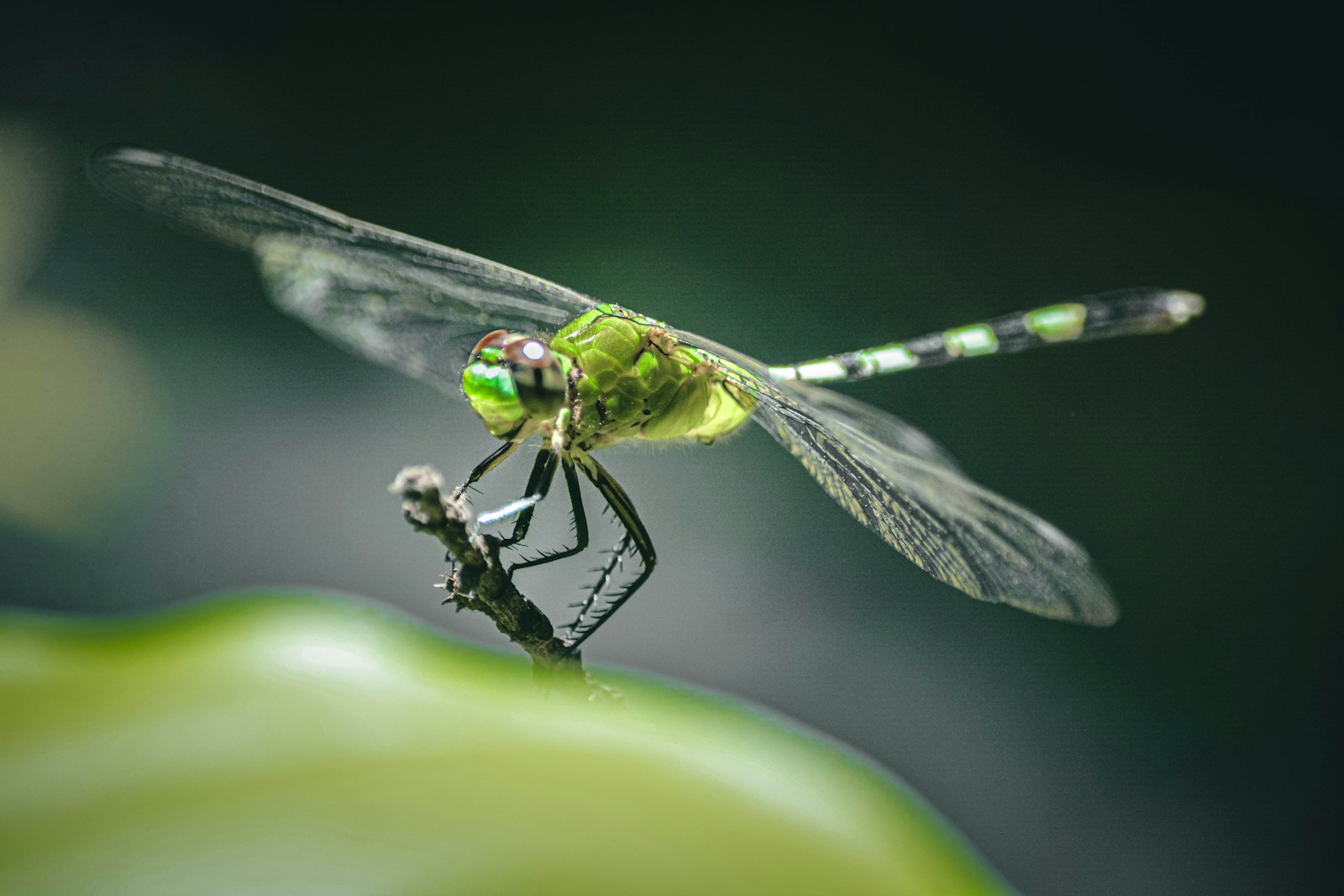 Why dragonflies and damselflies evolved such enormous eyes