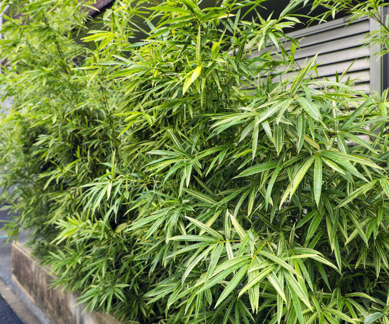 These 5 plants secretly invite rats – discover what to plant instead