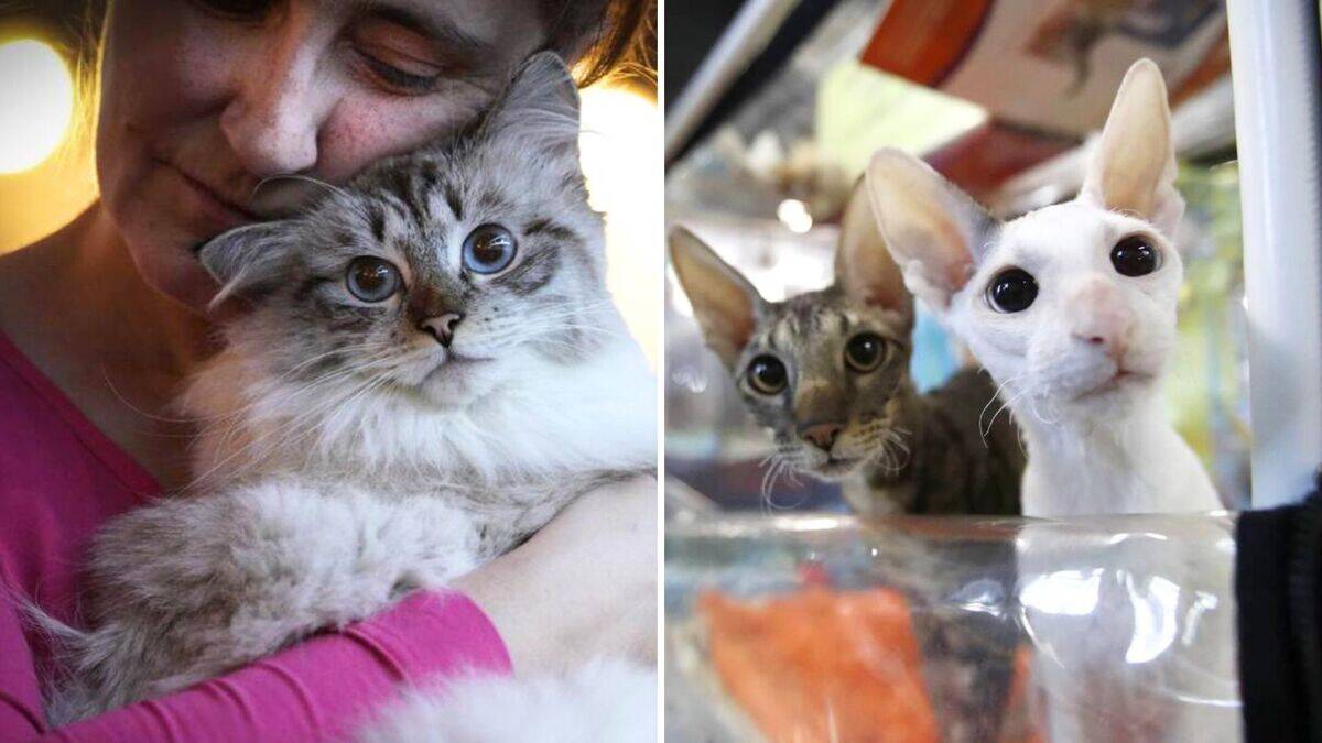 30 Affectionate cat breeds that make great companions