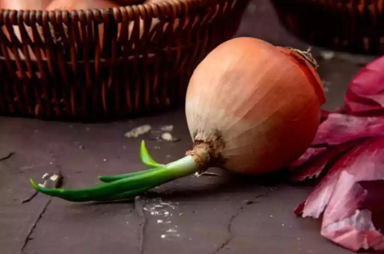 ¿Se pueden comer las cebollas germinadas? Esta es la verdad