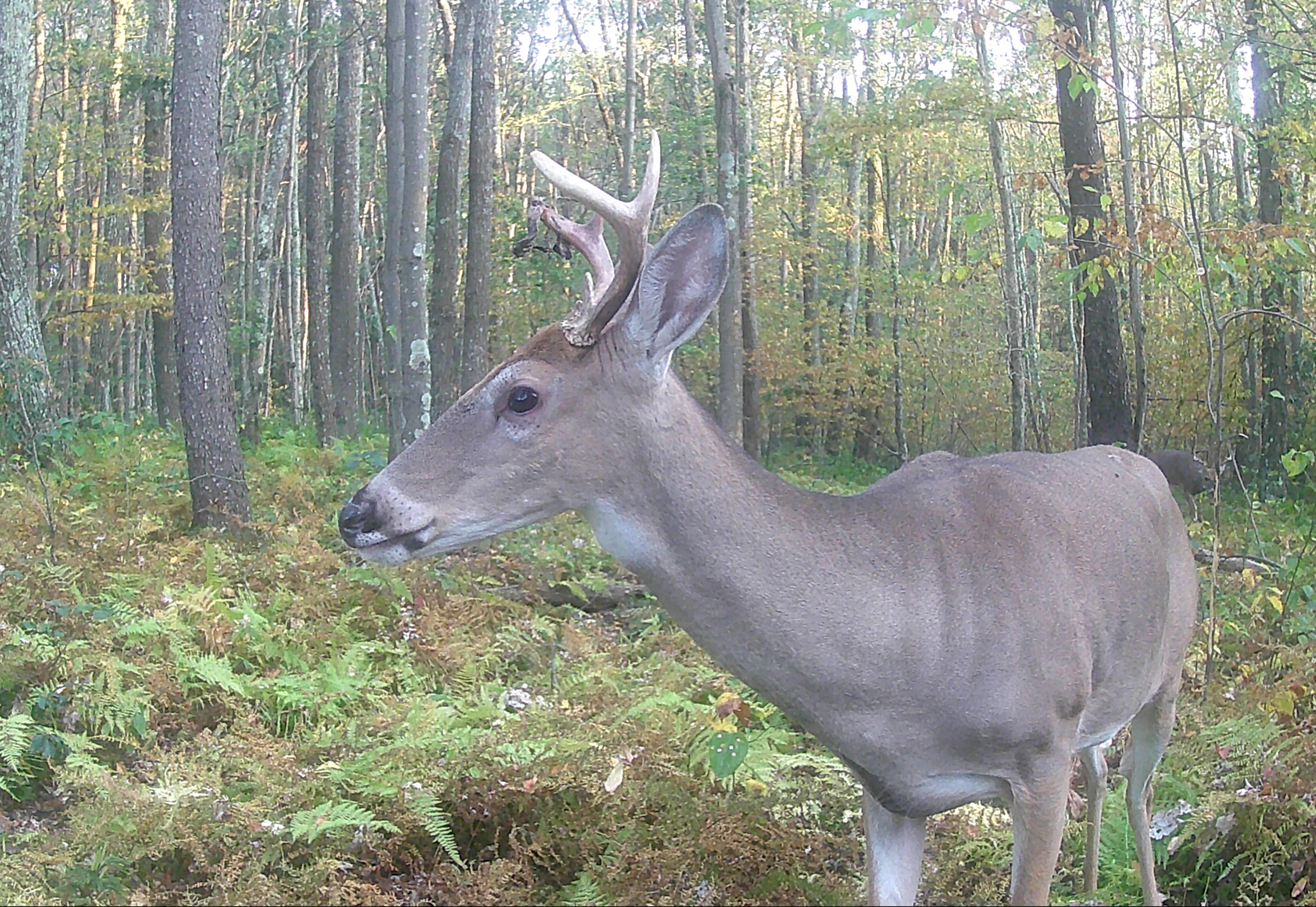 With deer moving more, here's what to know if you hit one with your ...