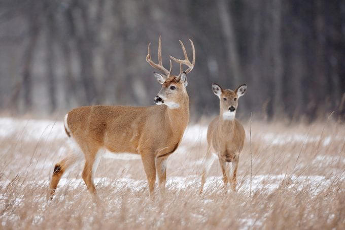 3 types of deer found in North America