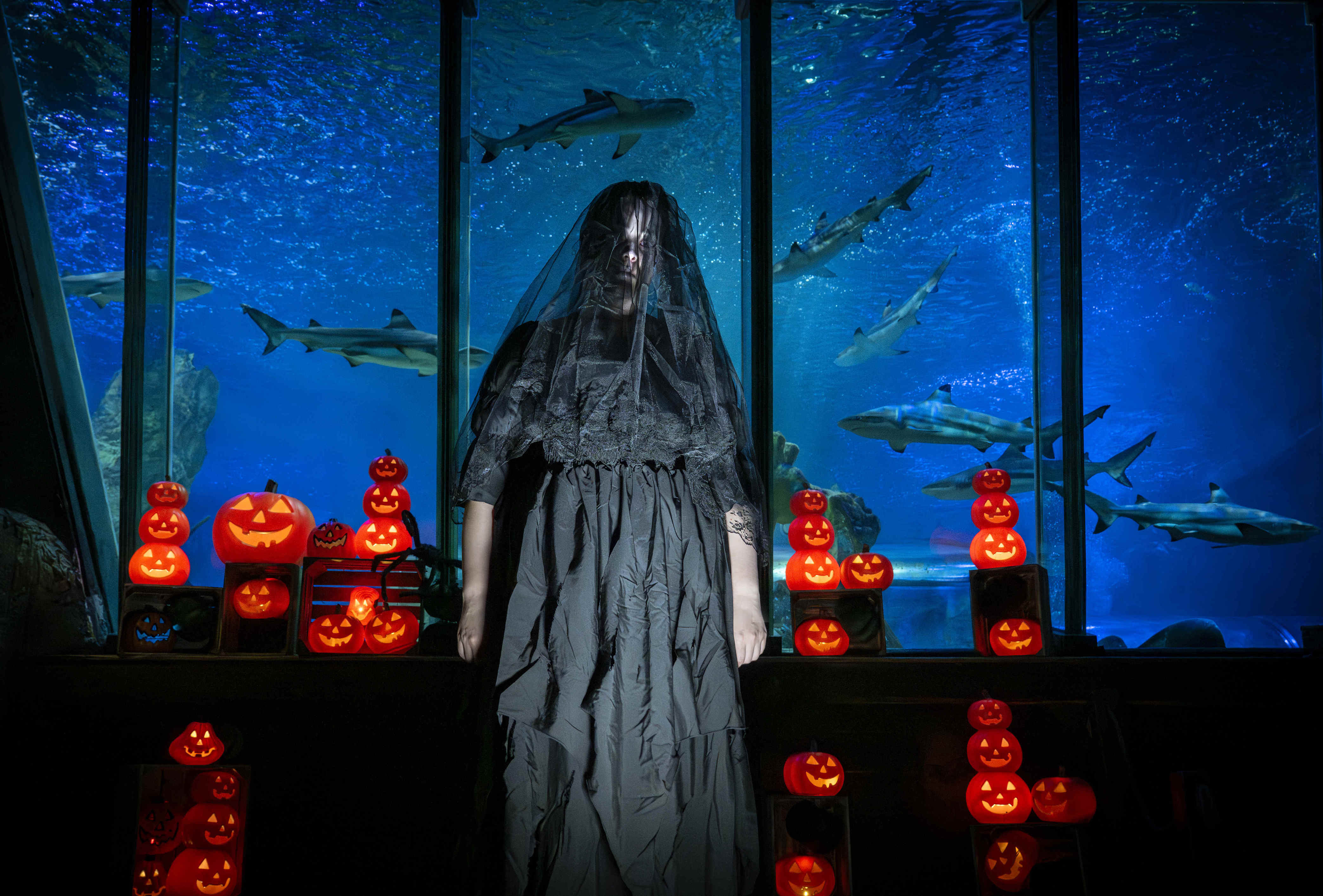 I explored SEA LIFE Blackpool’s haunted aquarium – a Halloween ...