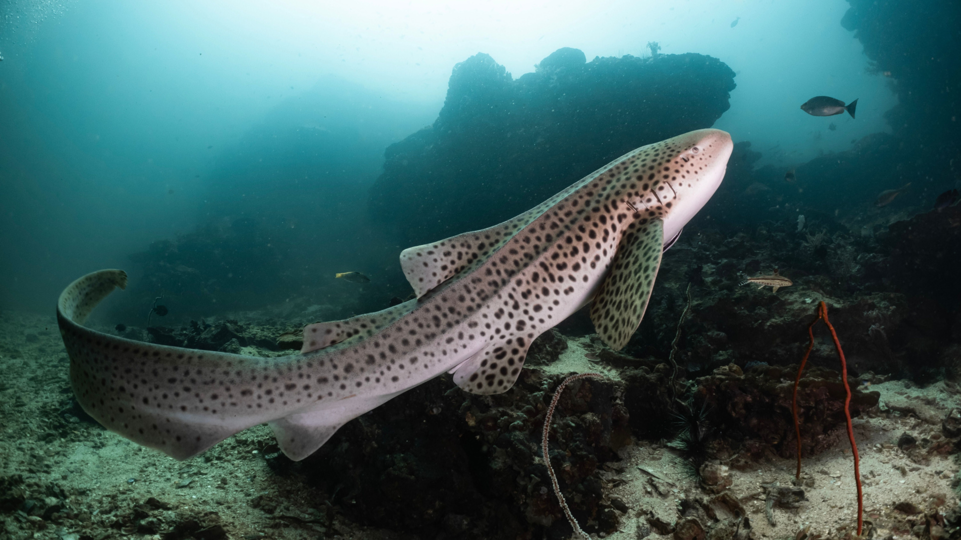 Secret Shark Hunting Grounds Discovered By Researchers