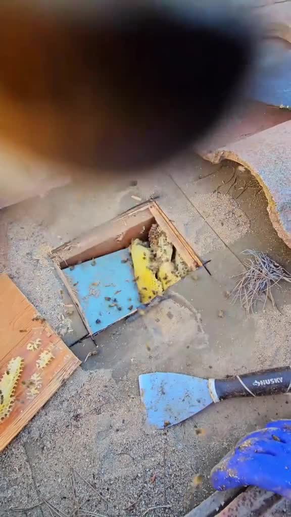 Uncovering a Massive Beehive Hidden in the Roof