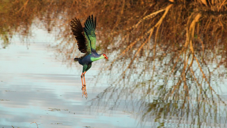 Florida's Underrated Shorefront Is A Diamond-In-The-Rough Lake Brimming ...