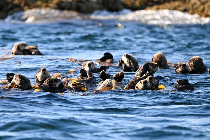 15 Cute Family Moments From The Animal Kingdom