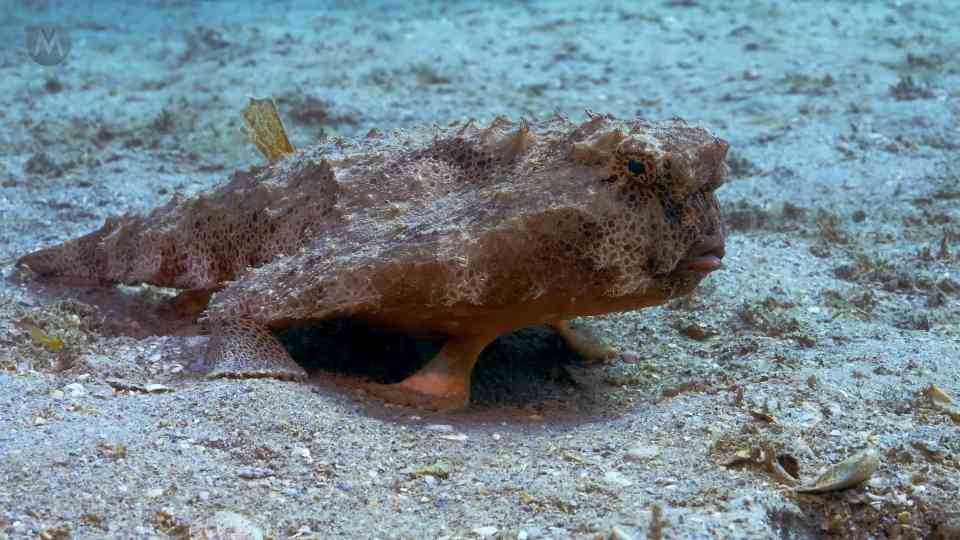 Mark Vins discovers a sci-fi-like deep sea creature