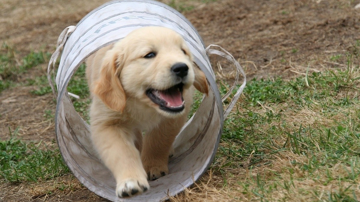 15 large dogs recognized for their obedience and ease of training