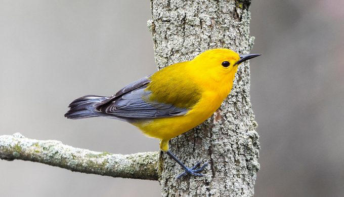 16 most frequently mispronounced bird names
