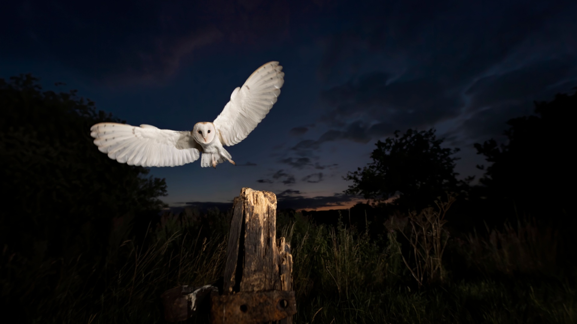 8 Animal Sounds You Can Hear Across Canada At Night