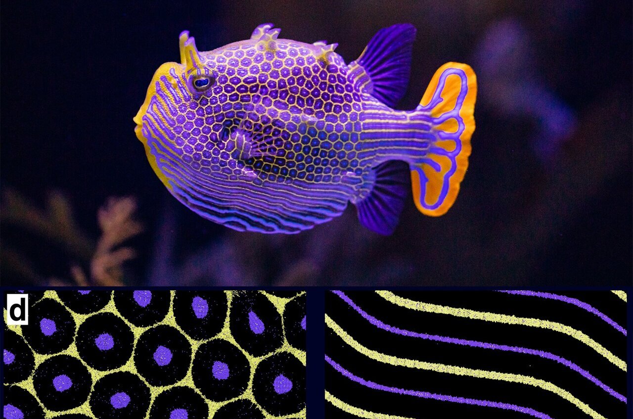 How animals get their spots, and why they are beautifully imperfect