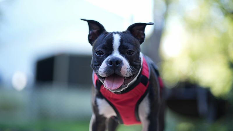 25 Dog Breeds That Balance Cuteness with Courage and Determination