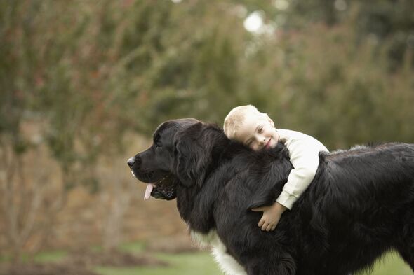 14 friendliest dog breeds that are great with children - number 1 is a ...