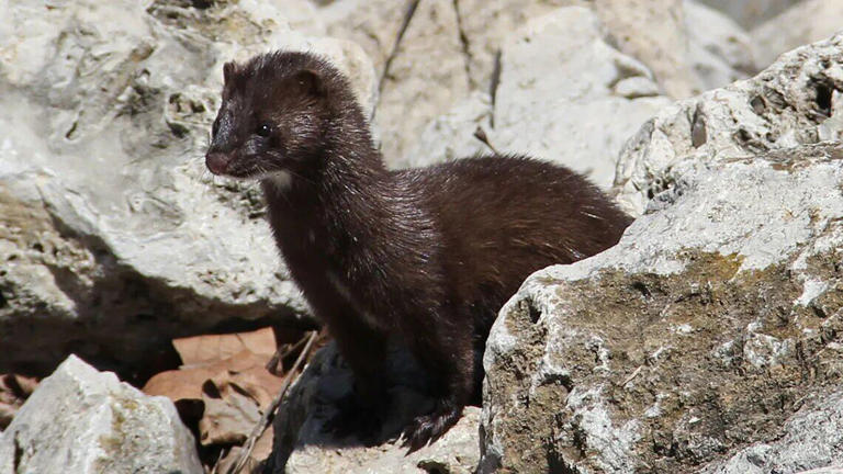 2,000 mink released from Iowa farm in what trade group calls ‘terrorist ...