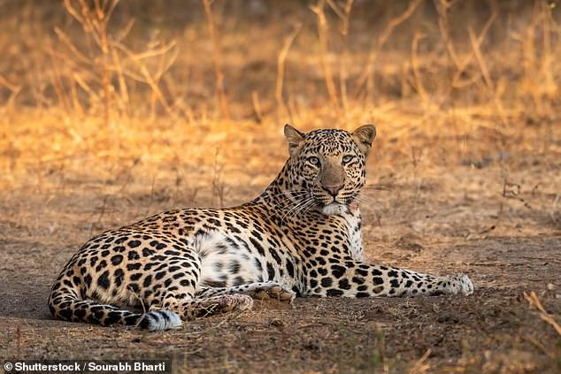 How the leopard got its spots: Age-old question may have finally been ...