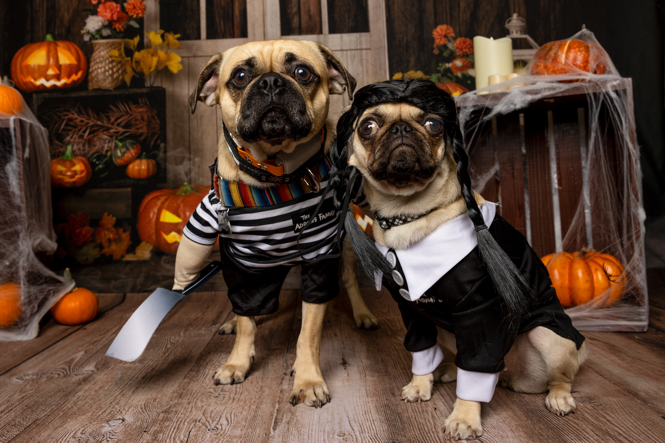Is this cute, costumed dog having a Happy Halloween? How to make sure ...