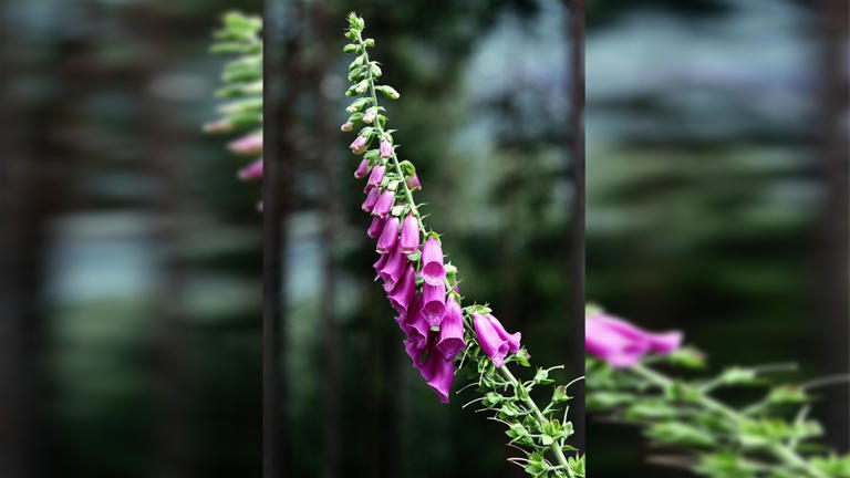 7 fiori selvatici amanti dell’ombra per giardini in stile cottage