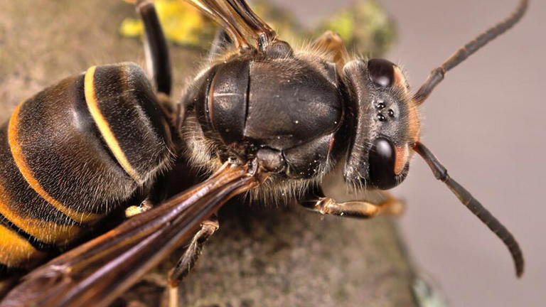 Invasive hornet populations exploding across the region