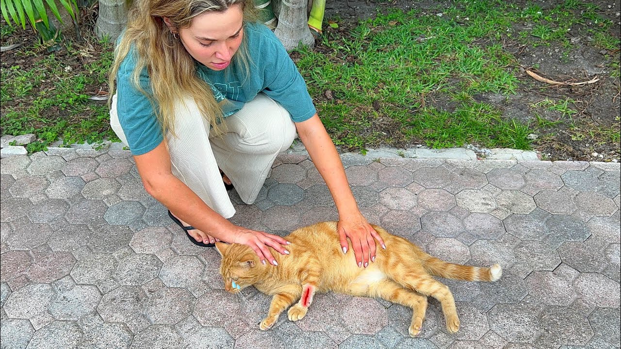 Face-to-face with the animal that targeted my dog