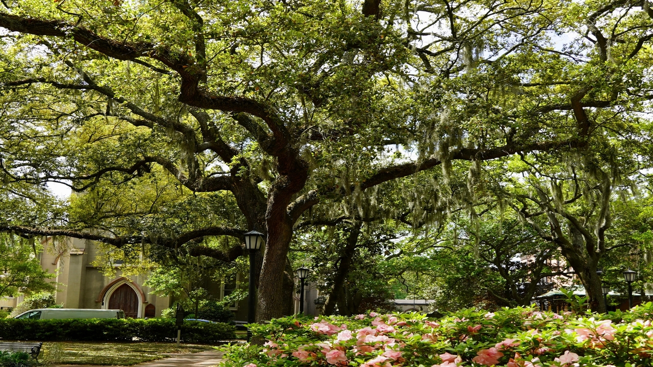 March brings a wave of color as azaleas take over this charming ...