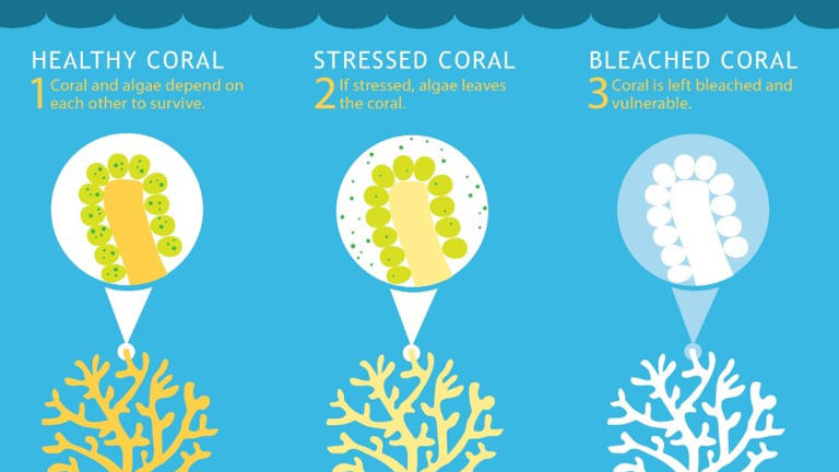 The Science Behind Why Coral Reefs Are Dying Faster Than Expected