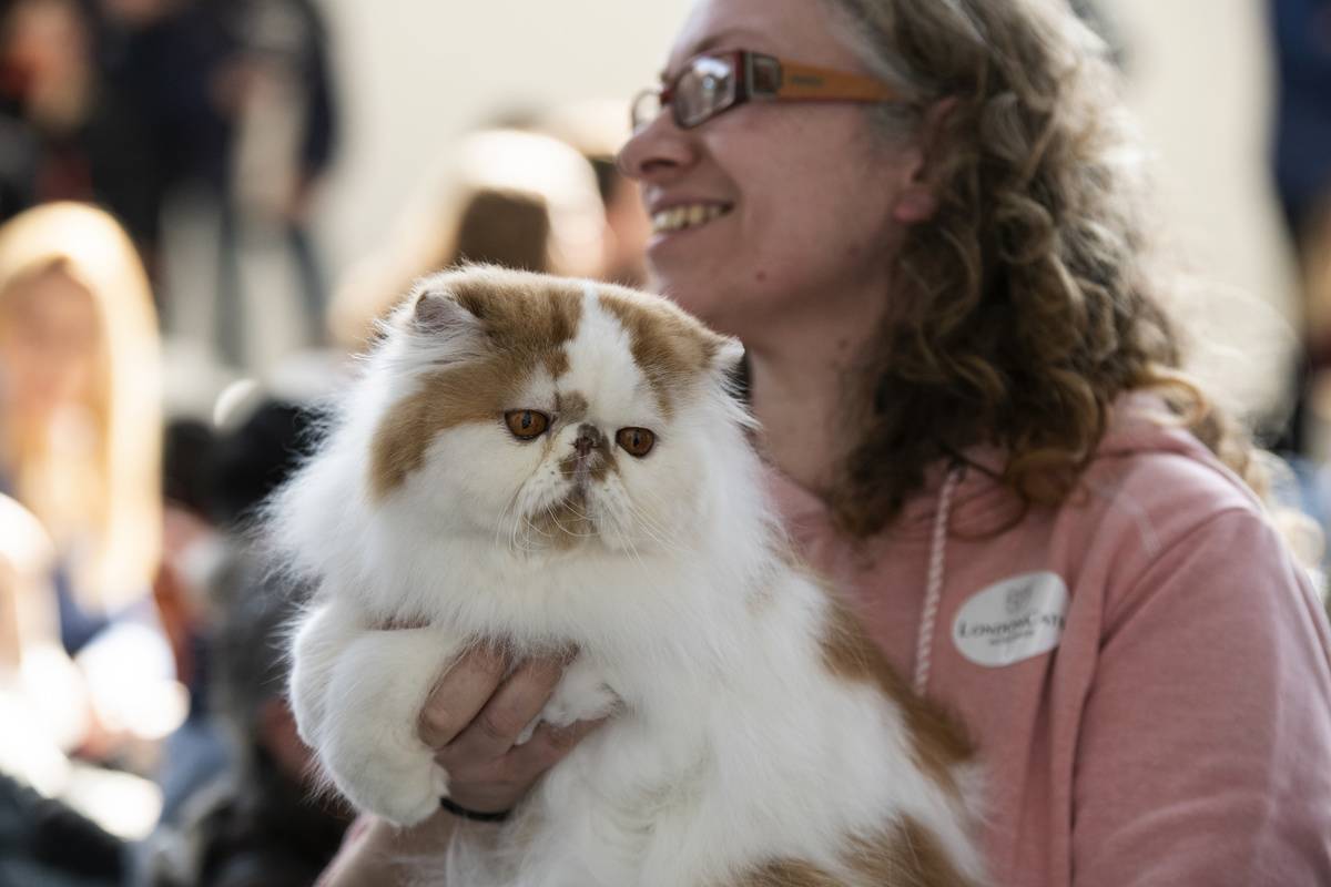 30 Affectionate cat breeds that make great companions