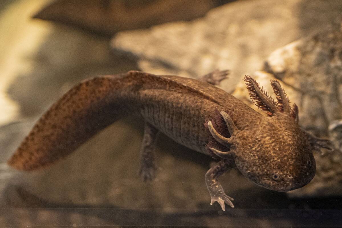 Incredible facts about animals that can regrow limbs