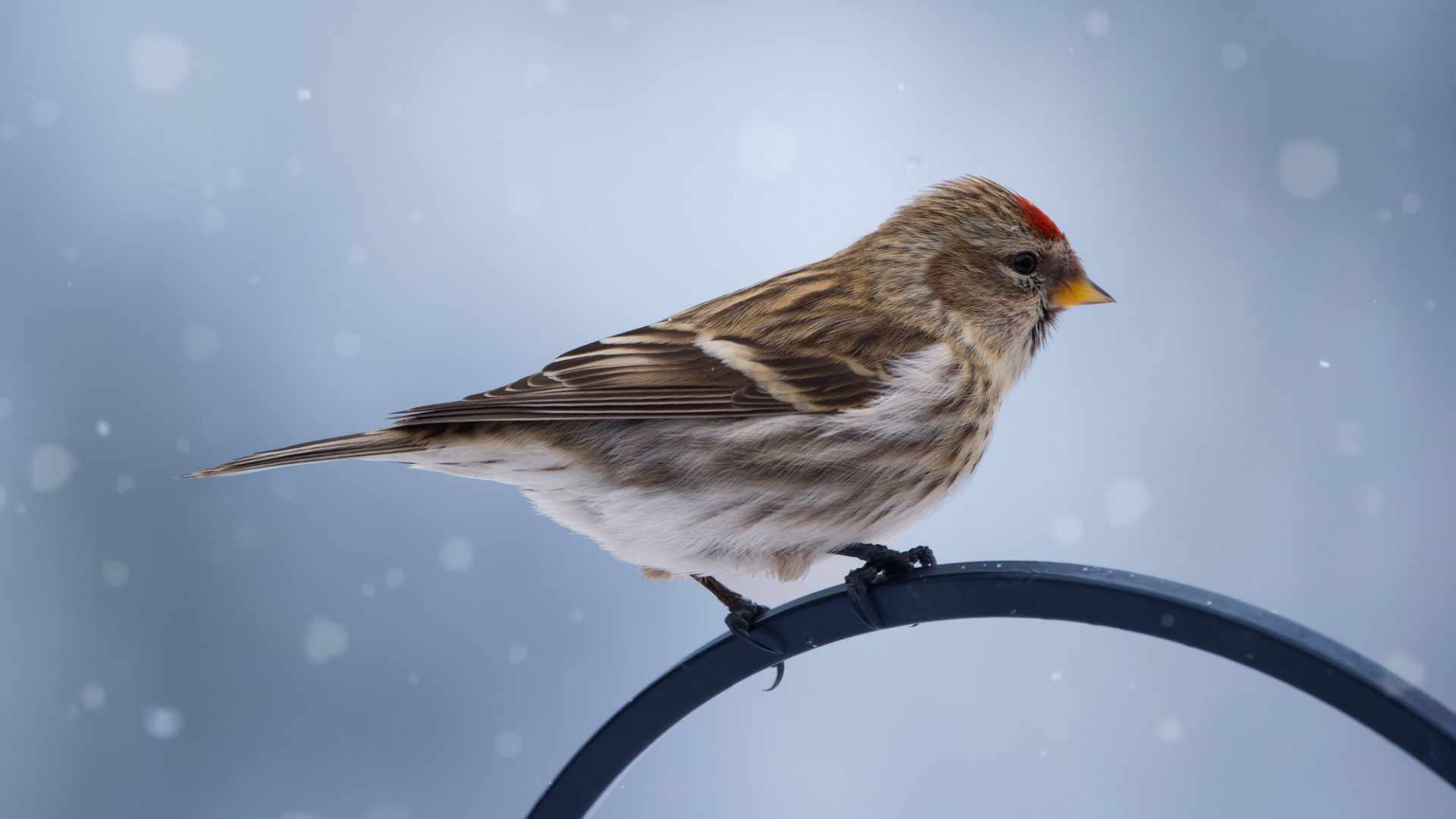 Bird Species Only Seen In Certain Parts Of Canada