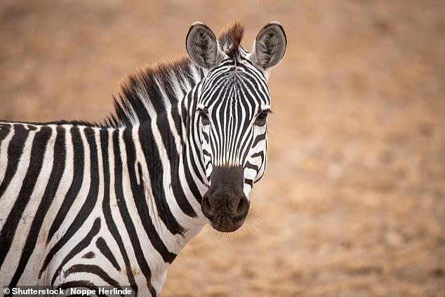 How the leopard got its spots: Age-old question may have finally been ...