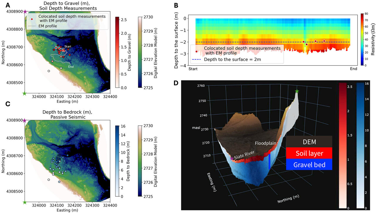 How beavers impact ecosystems above and below ground