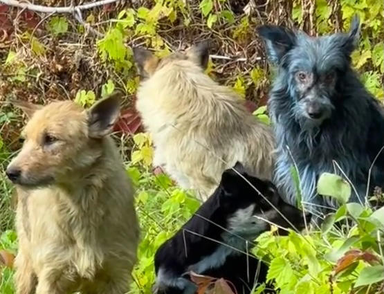 Mystery as abandoned dogs in Chernobyl turn blue, baffling caretakers