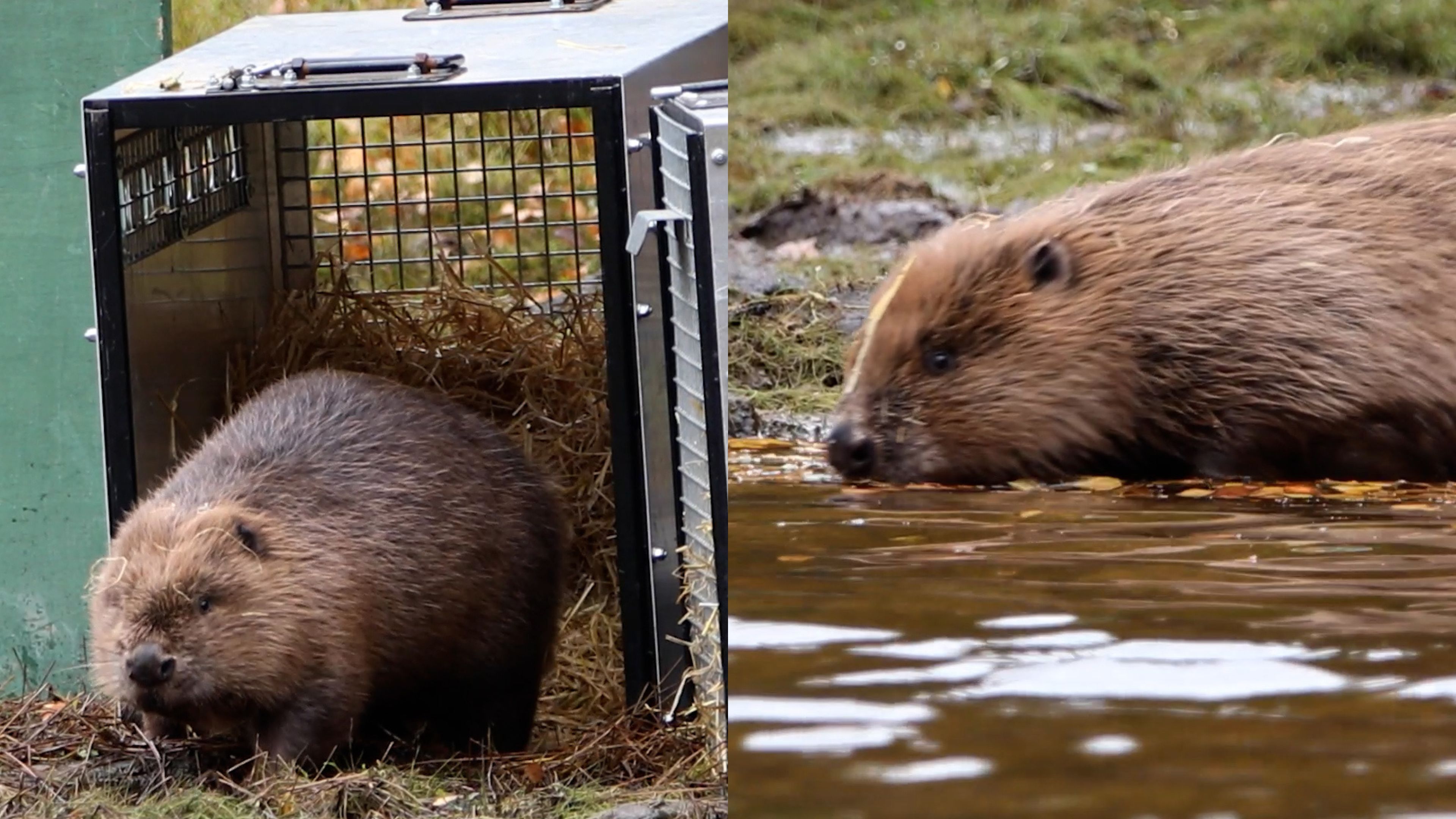 Beavers released in Highland glen 400 years after extinction in Scotland