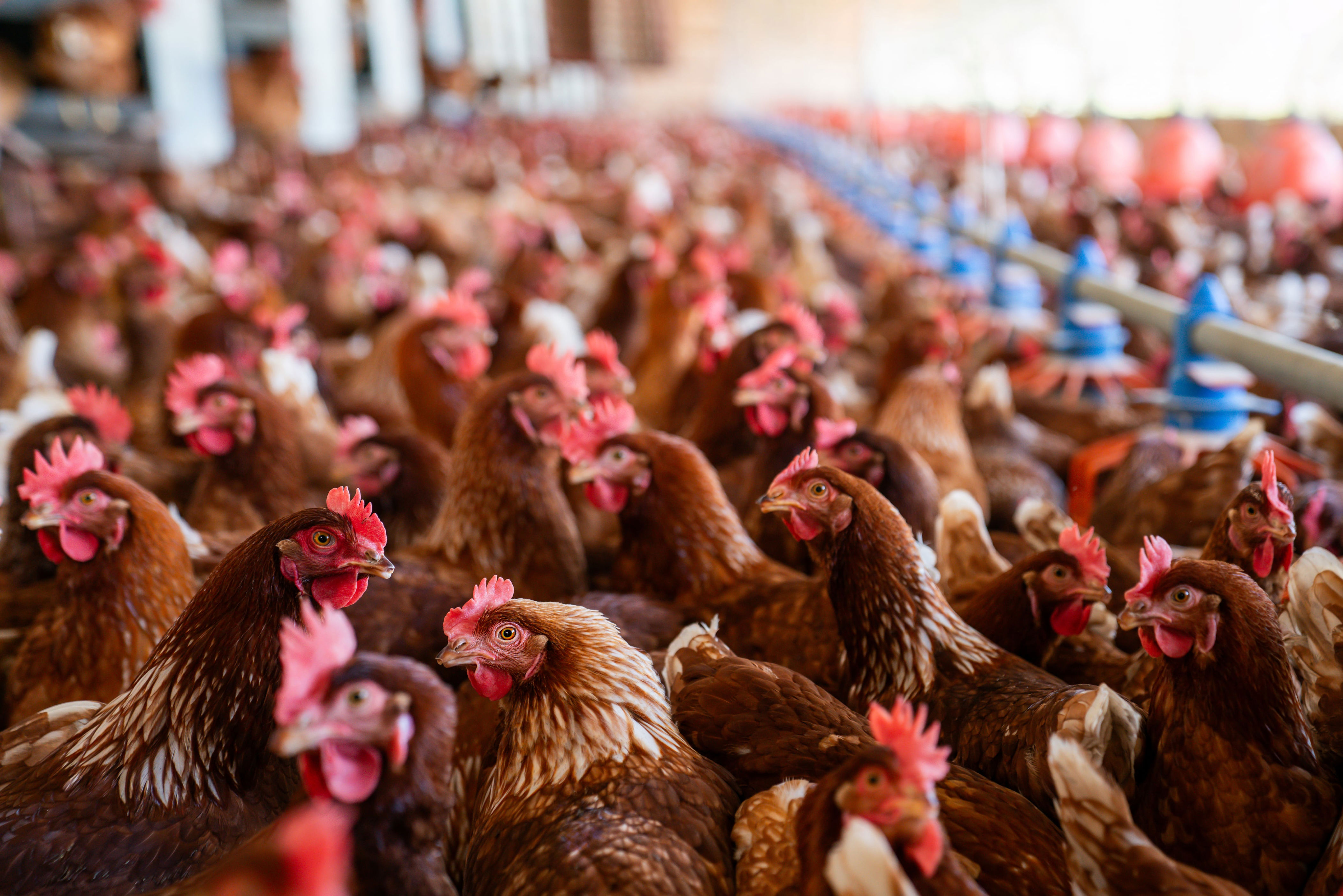 Georgia confirms 5th bird flu outbreak this year. 140,000 chickens ...