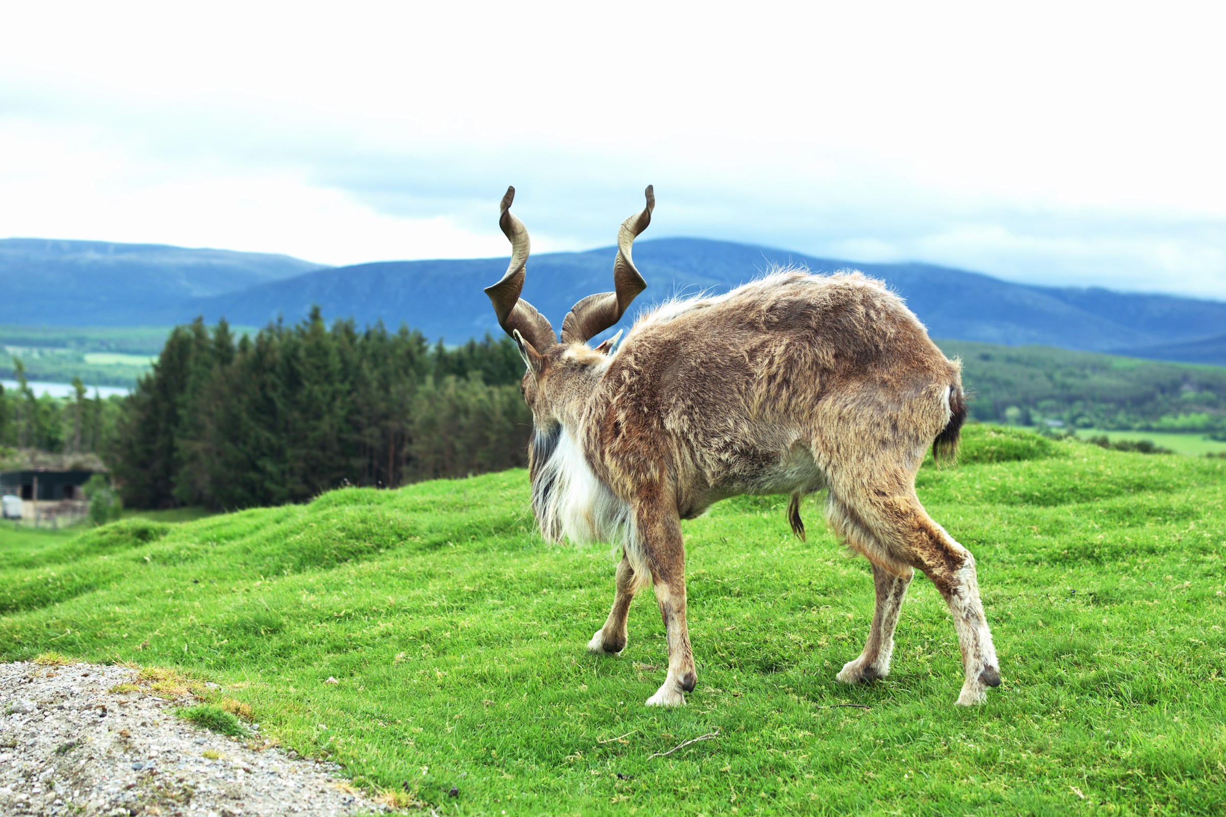 Facts About Different Countries and Their Animals