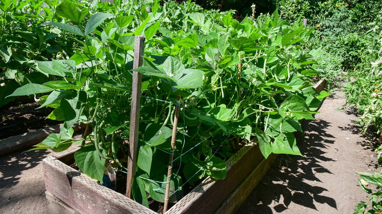 The Popular Type Of Bean That May Be The Key To Healthier Garden Soil