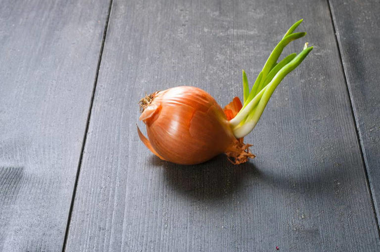 ¿Se pueden comer las cebollas germinadas? Esta es la verdad