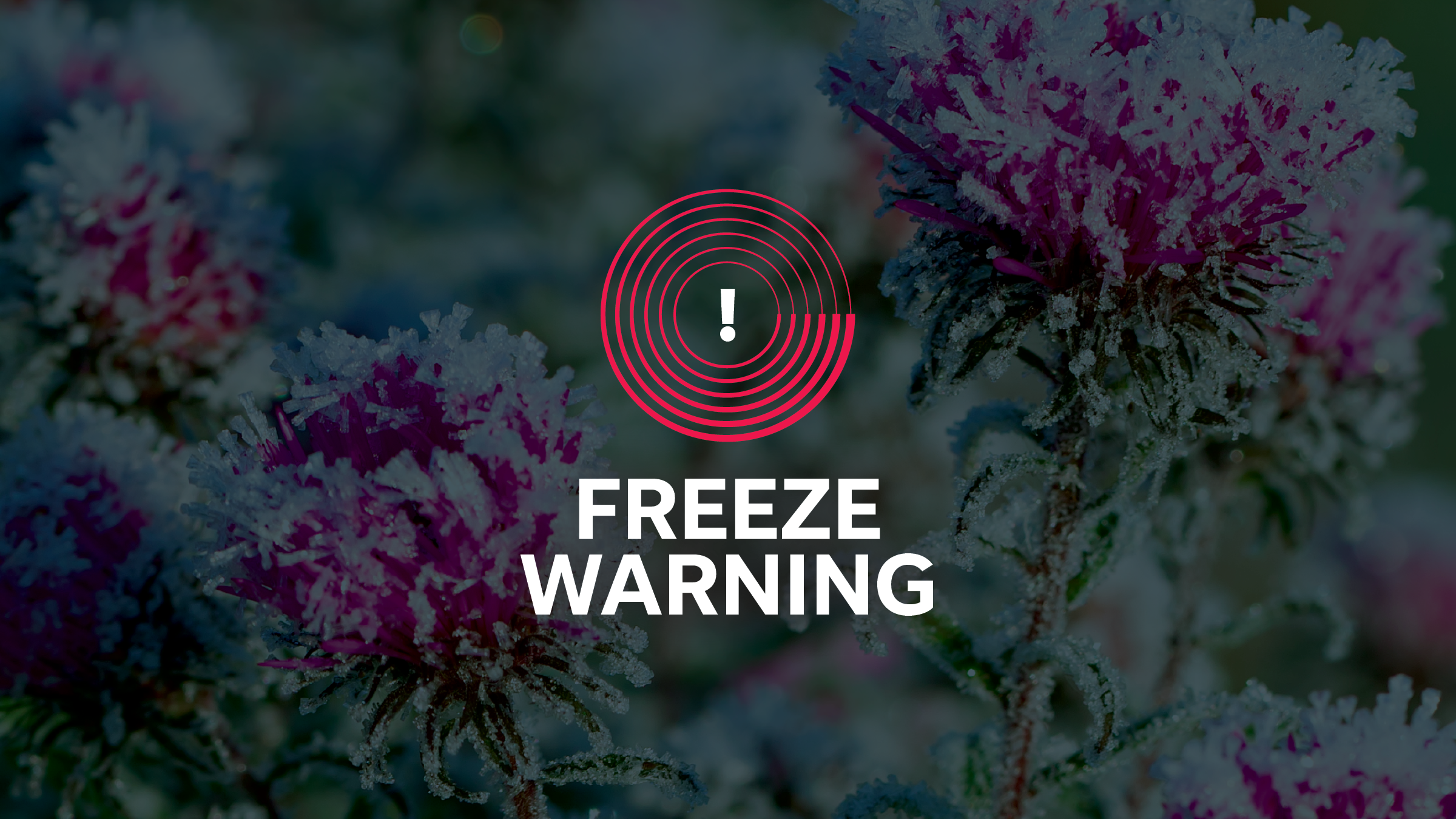 Freeze warning issued for Ventura County
