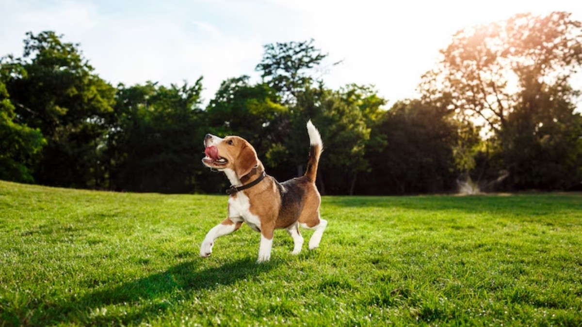 10 dog breeds with sweet and friendly personalities you'll love to meet