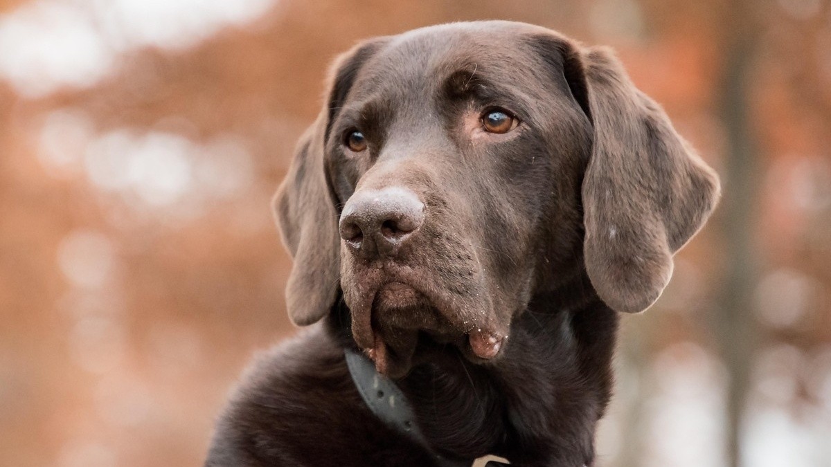 10 dog breeds with sweet and friendly personalities you'll love to meet