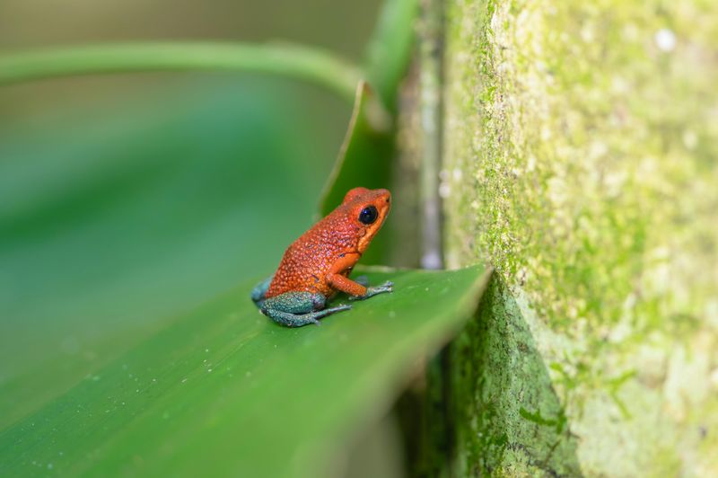Animal Parents That Go To Extraordinary Lengths For Their Young