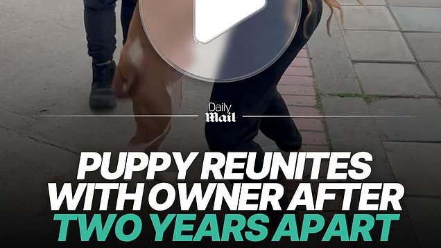 Dog reunites with owner after two years apart