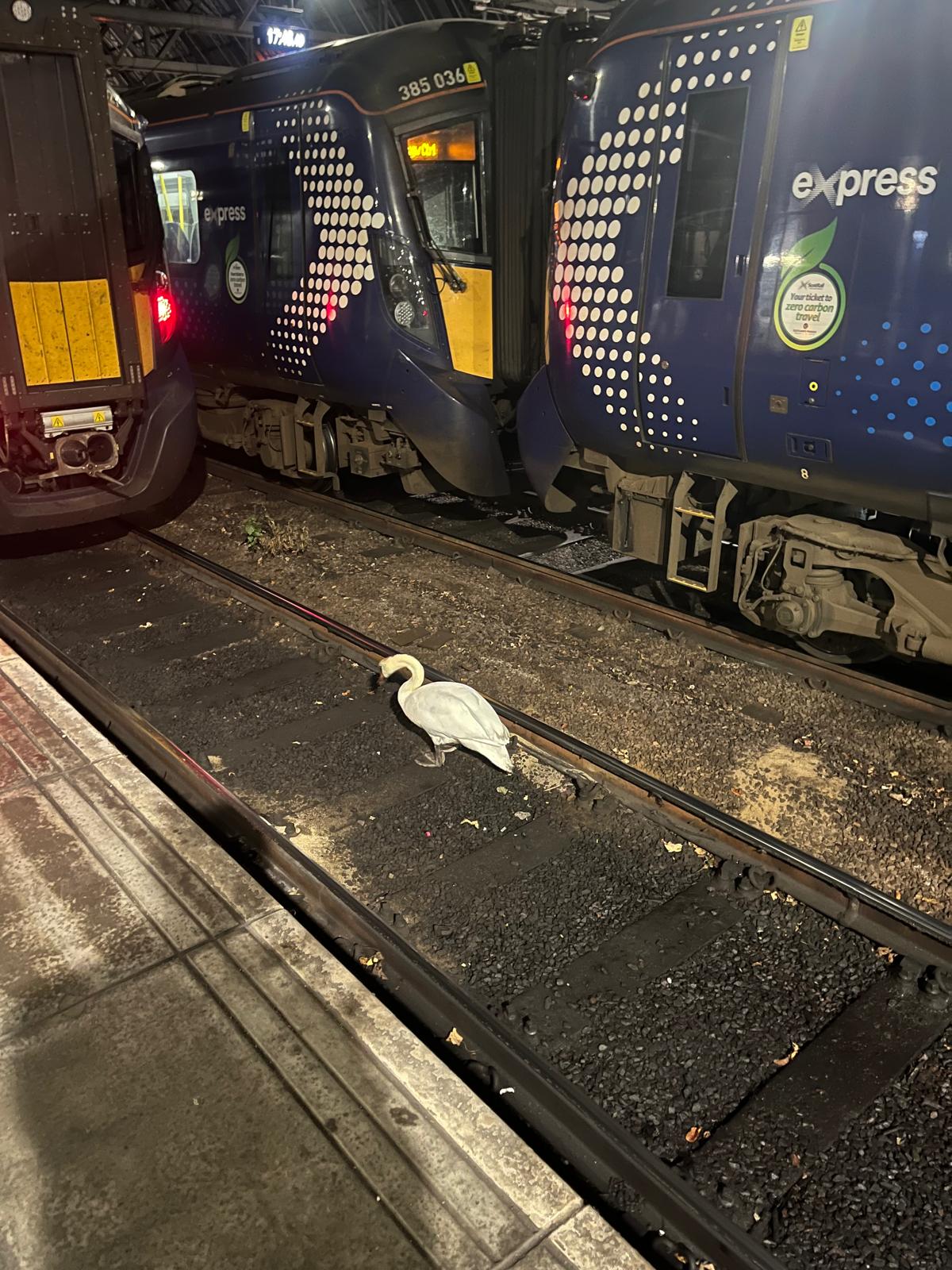 Swan sparks rush-hour disruption at Scotland’s busiest railway station