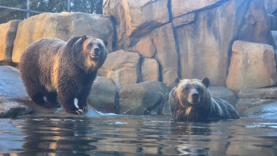 Brown bears return to Lincoln Park Zoo for the first time in decades