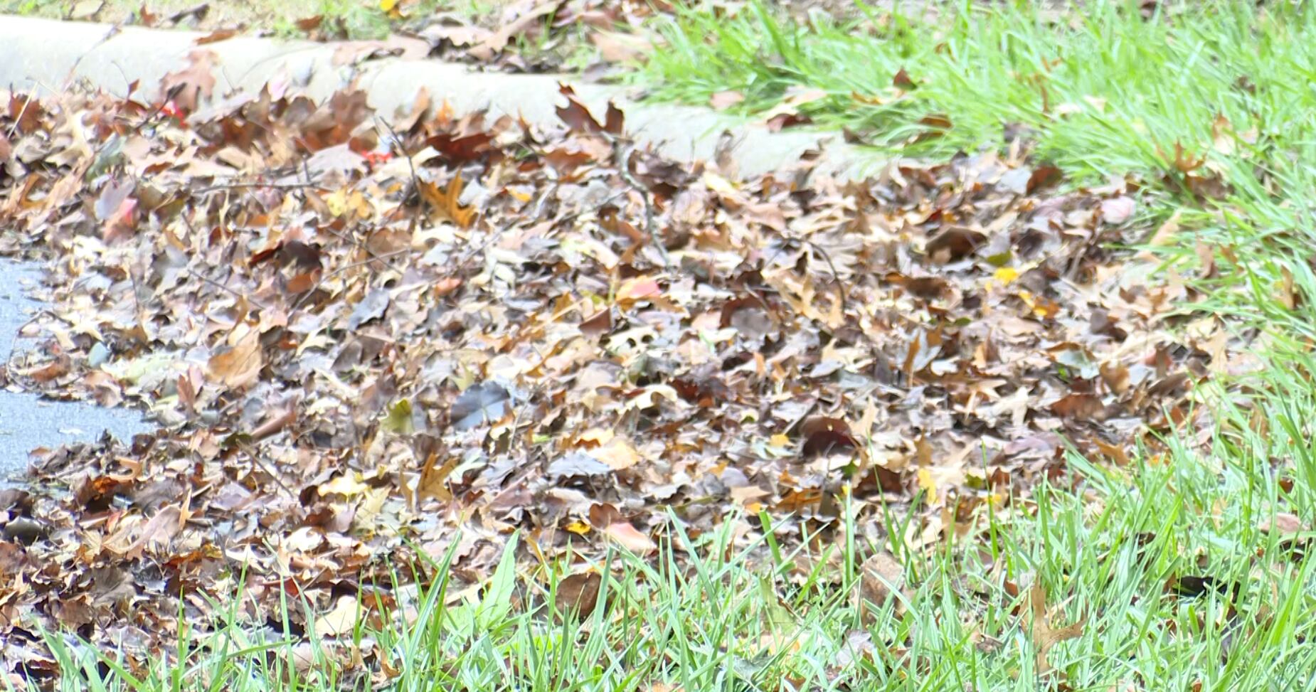 FIRST ALERT WEATHER: A guide to fall leaf clean-up
