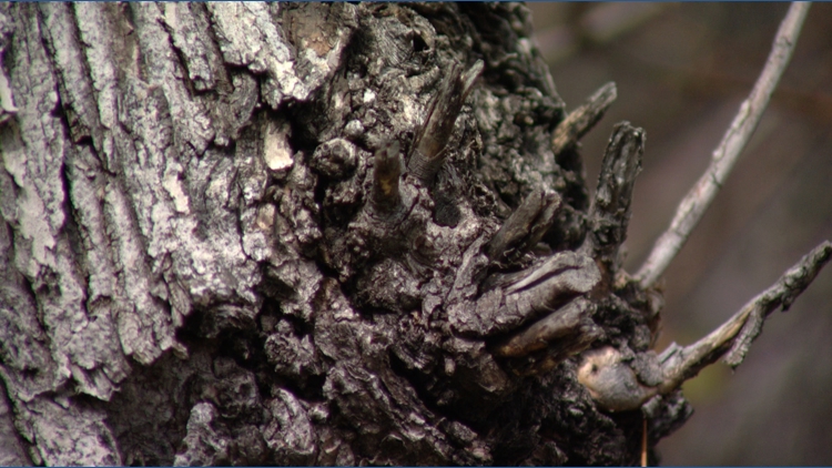 Hidden danger: Colorado's 'zombie trees' pose threat to homeowners this ...