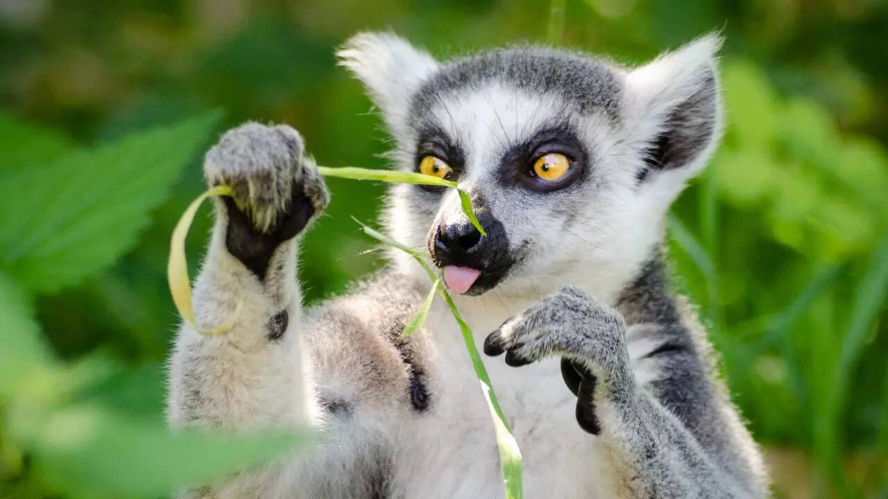 World’s sleepiest and slowest animals you’ll want to know about