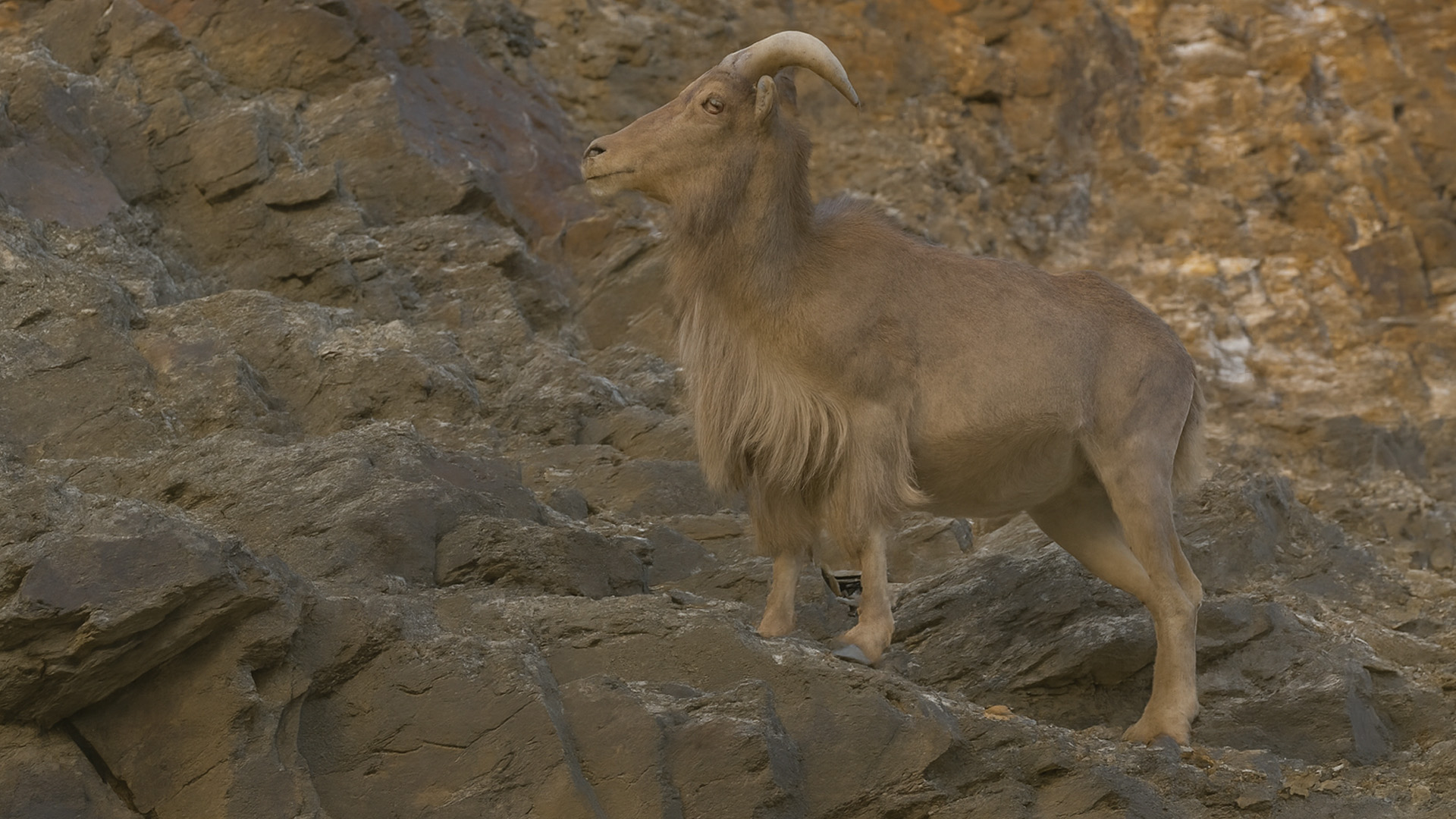 Barbary Sheep in the Wild: Life on the Cliffs