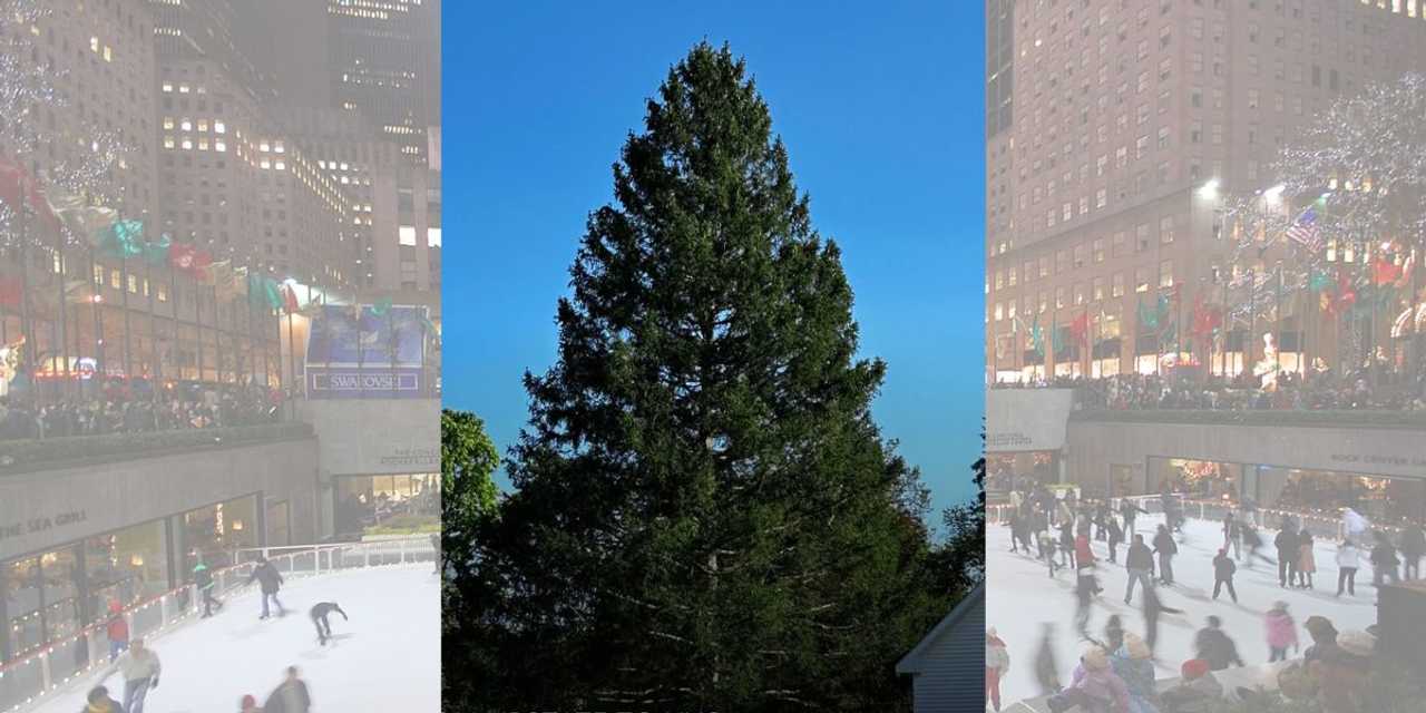 Rockefeller Center’s 2025 Christmas Tree From Upstate NY